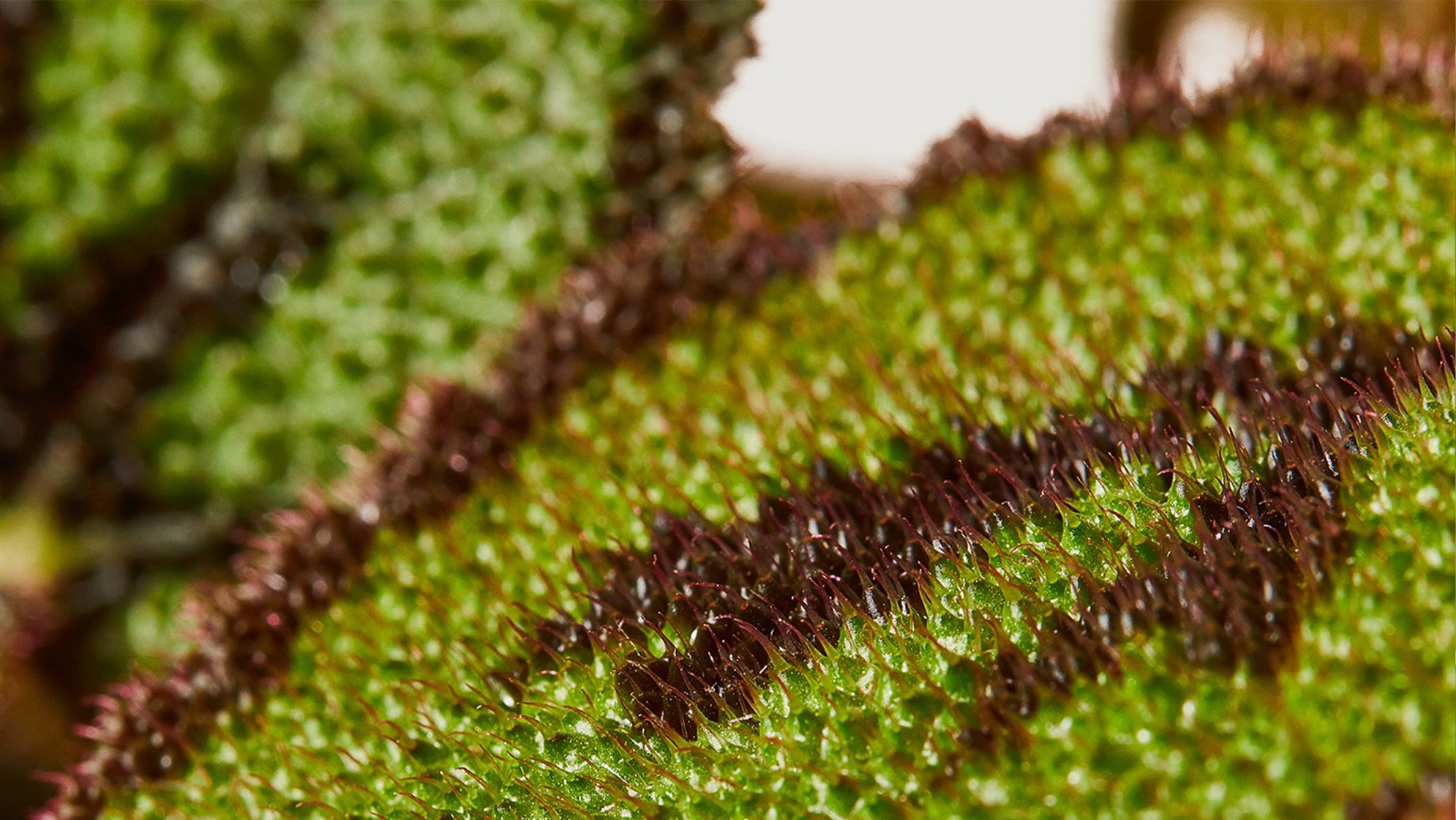 Complete guide to ‘Iron Cross’ begonia care | Patch