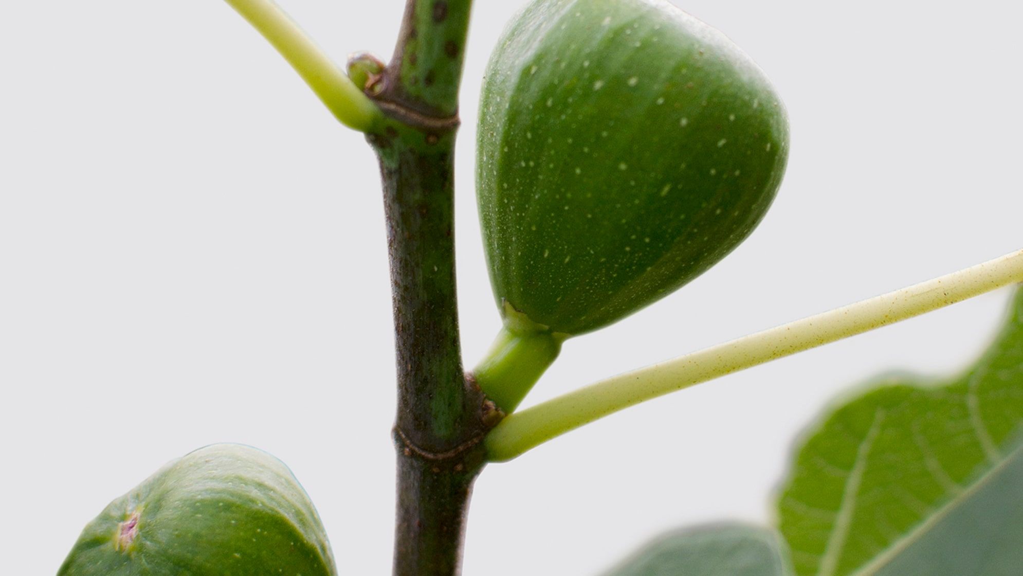 Complete guide to fig tree care | Patch