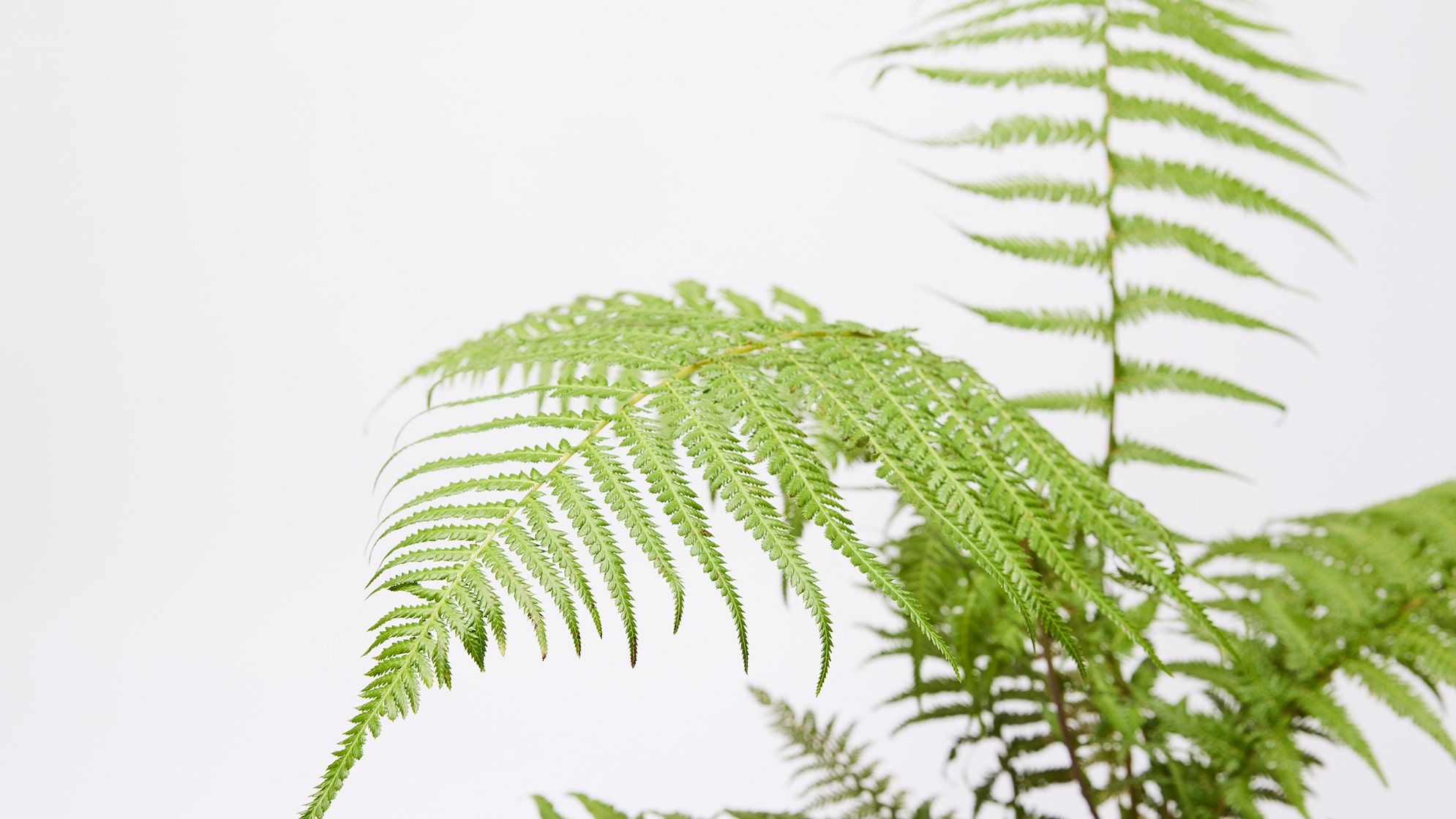 Complete guide to tree fern care | Patch