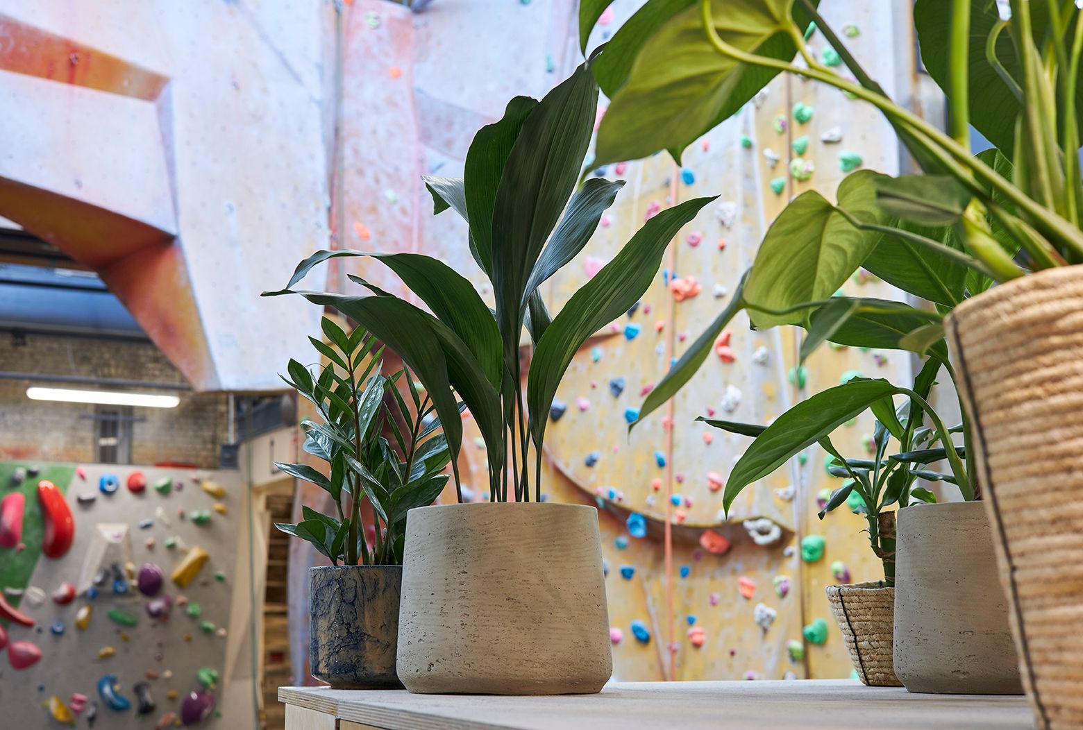 Business plants online | Case Studies | Indoor plants delivered | Patch