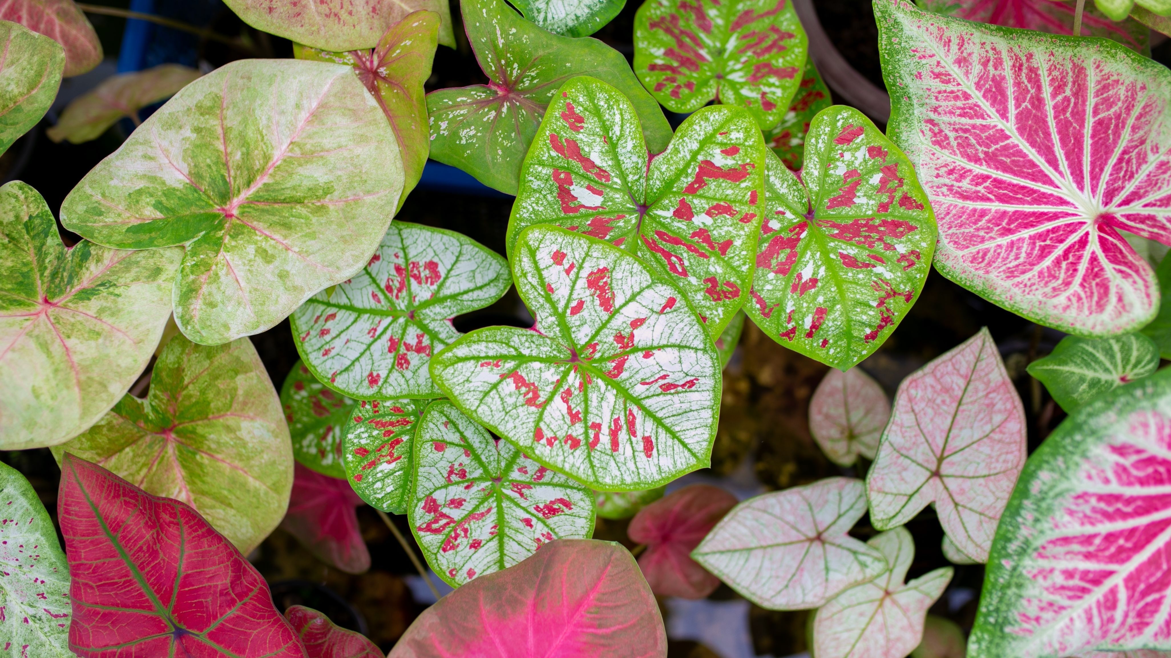 Complete guide to caladium care | Patch